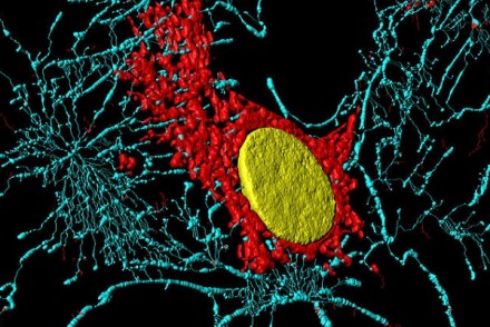 What Are Fibroblasts? Meet Your Body’s Gentle Healers!