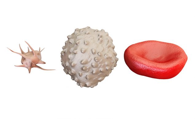 What Are B-Cells? Meet Your Body’s Germ-Fighting Army