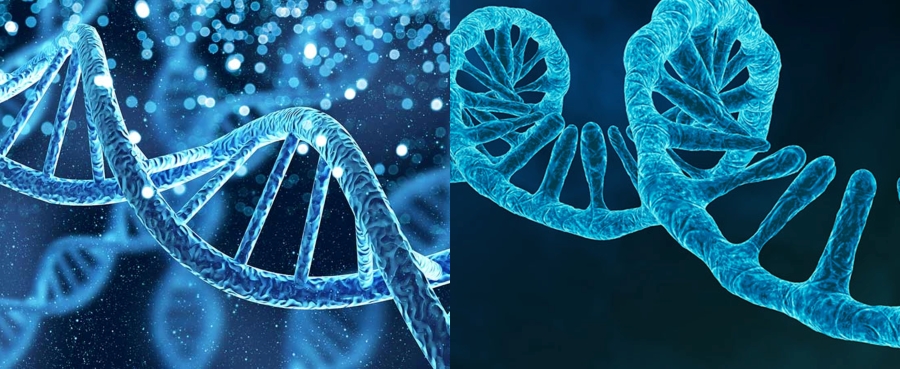 DNA vs. RNA — 5 Key Differences You Should Know