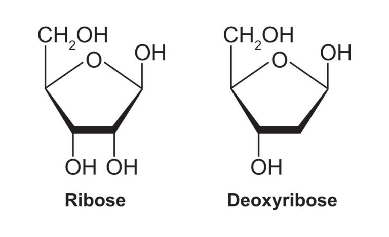 DNA vs. RNA — 5 Key Differences You Should Know