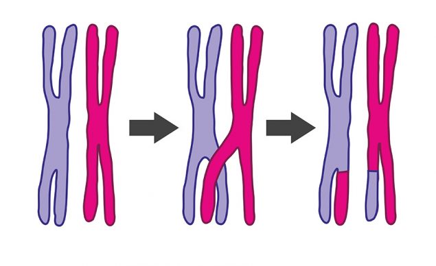 Mitosis vs. Meiosis & How They Differ