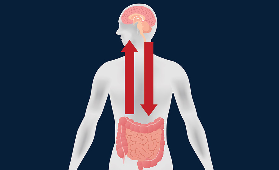 Autonomic vs. Somatic Nervous System Explained