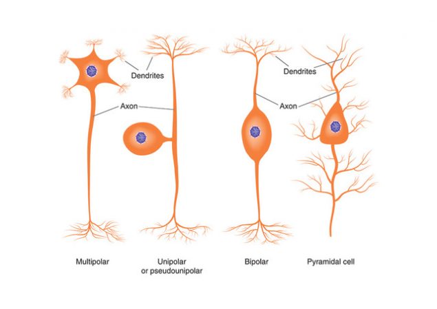 What Is A Neuron? Meet Your Brain's Messengers
