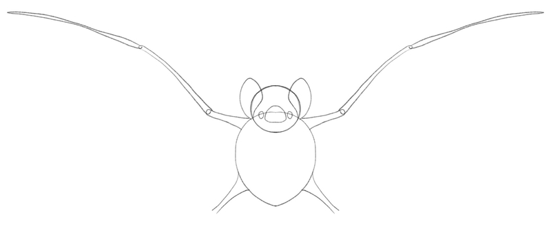 Simple Bat Drawing Guide In 7 Steps [Video + Images]