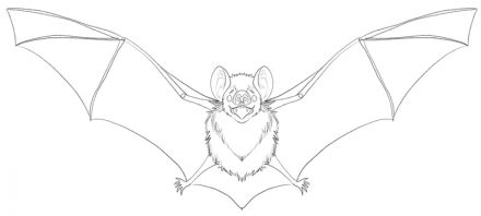 Simple Bat Drawing Guide In 7 Steps [Video + Images]