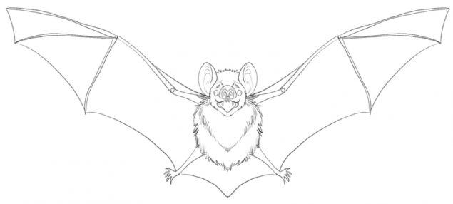 Simple Bat Drawing Guide In 7 Steps [Video + Images]