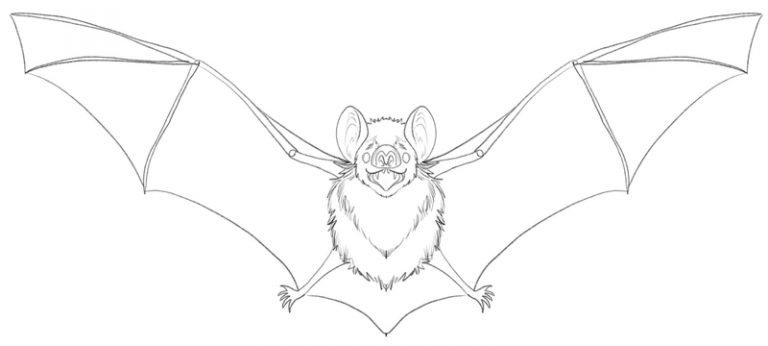 Simple Bat Drawing Guide In 7 Steps [Video + Images]