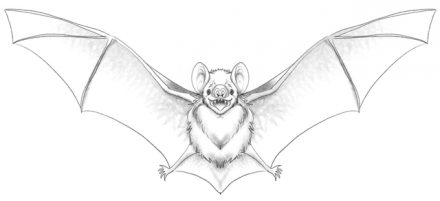 Simple Bat Drawing Guide In 7 Steps [Video + Images]