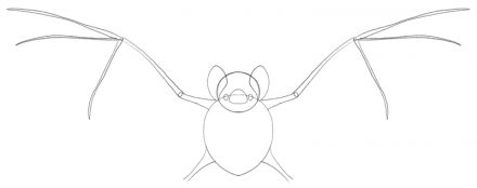 Simple Bat Drawing Guide In 7 Steps [Video + Images]
