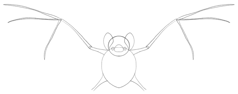 Simple Bat Drawing Guide In 7 Steps [Video + Images]