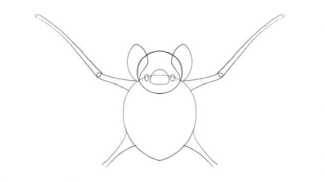 Simple Bat Drawing Guide In 7 Steps [Video + Images]