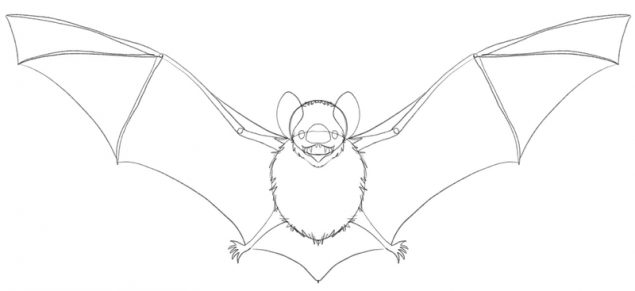 Simple Bat Drawing Guide In 7 Steps [Video + Images]