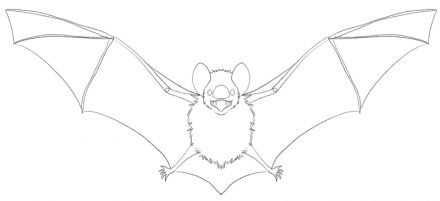 Simple Bat Drawing Guide In 7 Steps [Video + Images]