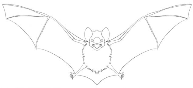 Simple Bat Drawing Guide In 7 Steps [Video + Images]