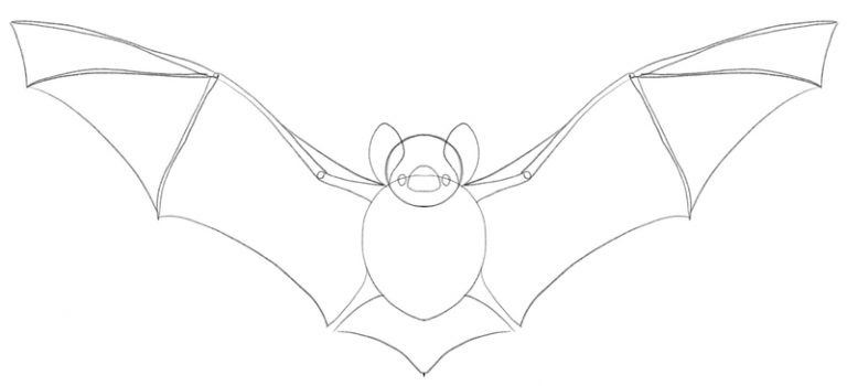 Simple Bat Drawing Guide In 7 Steps [Video + Images]