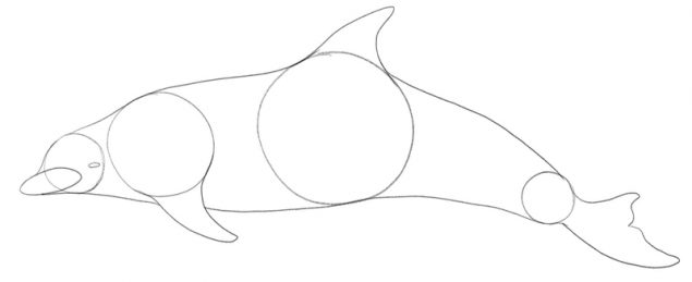 Dolphin Drawing Beginner’s Guide [6 Steps + Video]