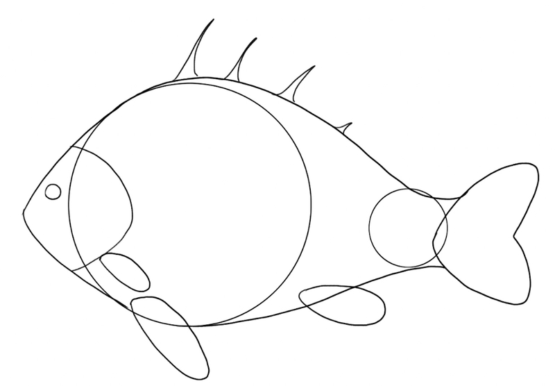 Fish Drawing Guide: 6 Steps For Beginners [Video + Images]