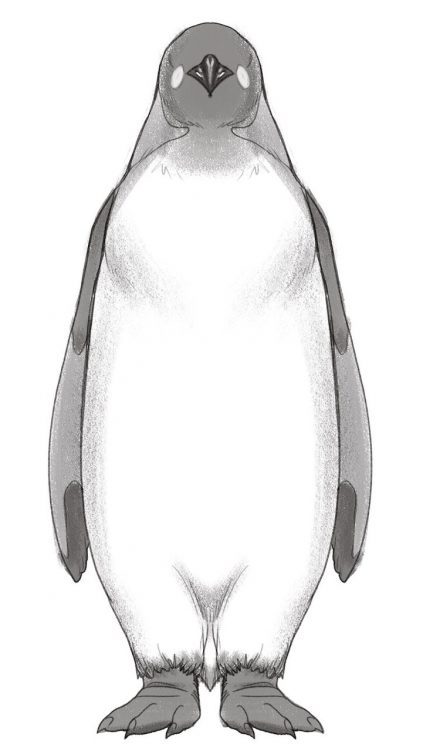 Penguin Drawing For Beginners [Front & Side View]