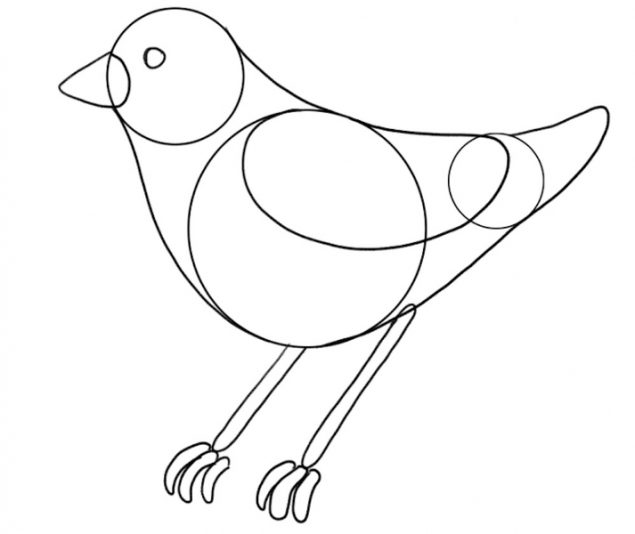 Bird Drawing Guide For Beginners [5 Steps, Video + Images]