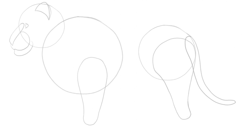 Lion Drawing Guide In 5 Steps [Video + Images]