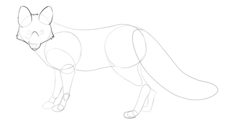 Fox Drawing Guide In 6 Steps For Beginners [Video + Images]
