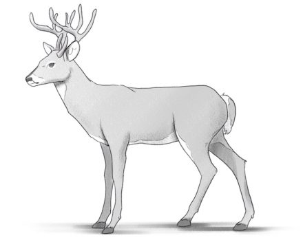 Deer Drawing Guide: 7 Steps For Beginners [Video + Images]