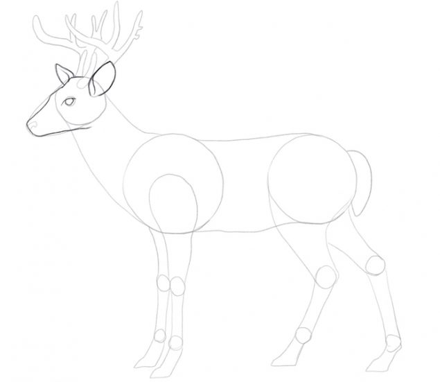 Deer Drawing Guide: 7 Steps For Beginners [Video + Images]
