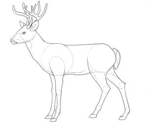 Deer Drawing Guide: 7 Steps For Beginners [Video + Images]