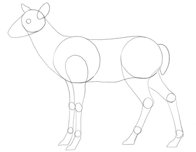 Deer Drawing Guide: 7 Steps For Beginners [Video + Images]