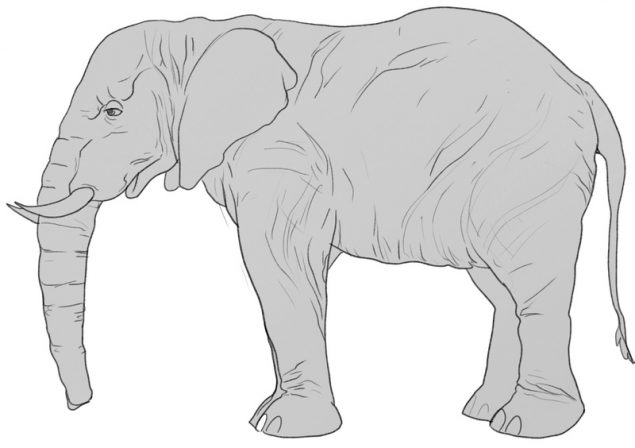 Elephant Drawing In 6 Steps For Beginners [Video + Images]