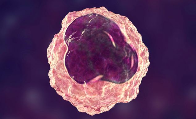 Monocytes 101: Types, Functions And Importance