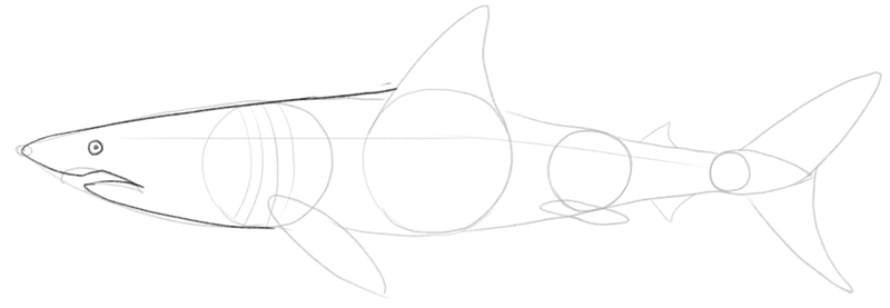 Shark Drawing In 4 Steps [A Guide For Beginners]