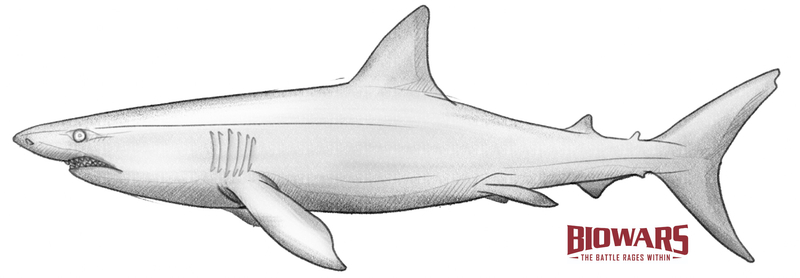 How To Draw Great White Sharks Step By Step