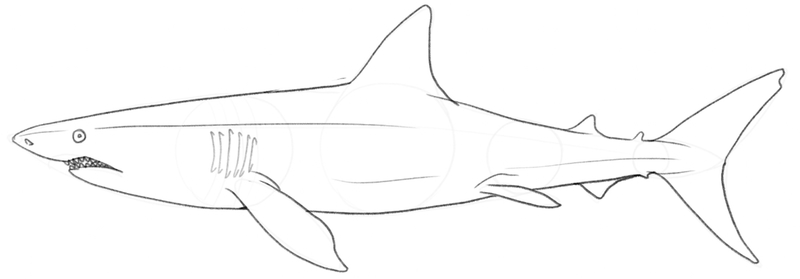 Shark Drawing In 4 Steps [A Guide For Beginners]