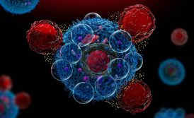 Types Of T-Cells And Their Role In Your Immune System - BioWars