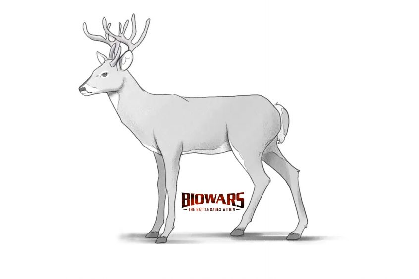 Deer Drawing Guide: 7 Steps For Beginners [Video + Images]