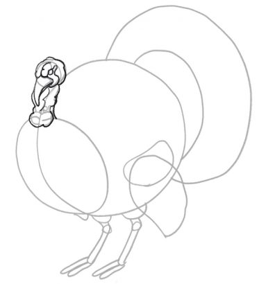 Turkey Drawing In 5 Steps For Beginners [Video + Illustrations]