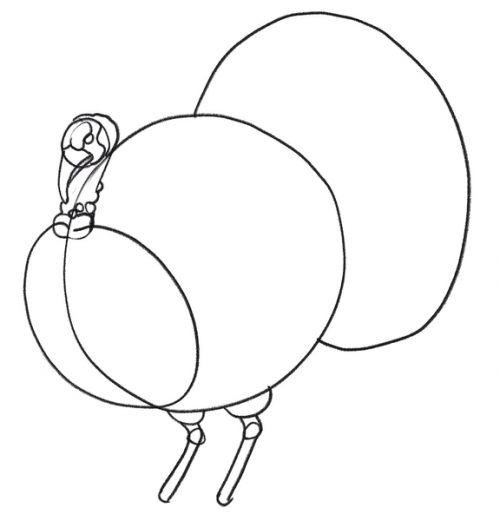 Turkey Drawing In 5 Steps For Beginners [Video + Illustrations]