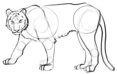 Tiger Drawing In 5 Easy Steps [Video + Images]