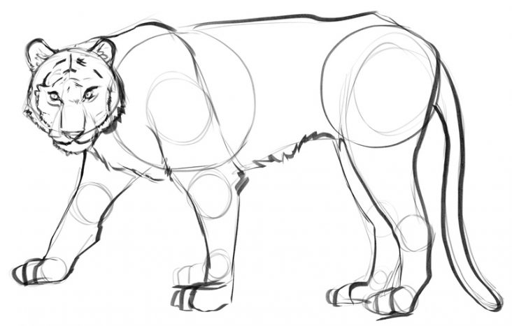 Tiger Drawing In 5 Easy Steps [Video + Images]