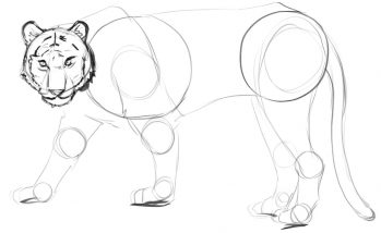 Tiger Drawing In 5 Easy Steps [Video + Images]