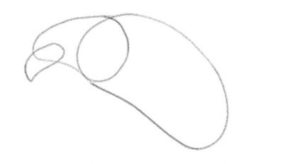 Eagle Drawing In 7 Steps For Beginners