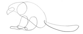 Eagle Drawing In 7 Steps For Beginners