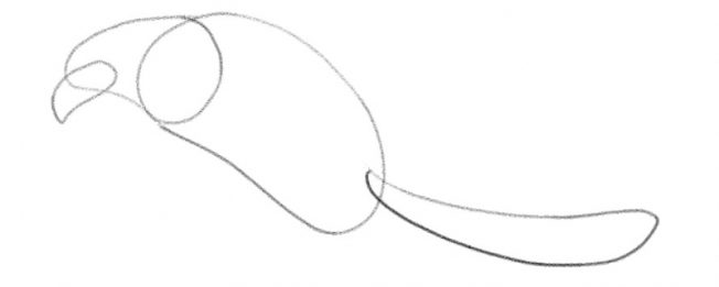 Eagle Drawing In 7 Steps For Beginners