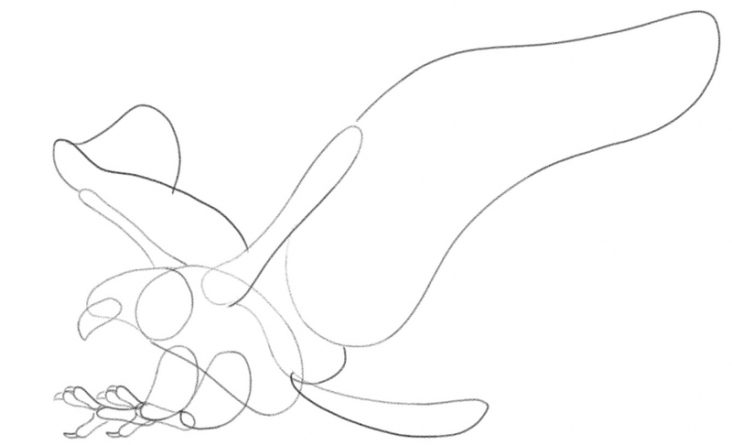 Eagle Drawing In 7 Steps For Beginners